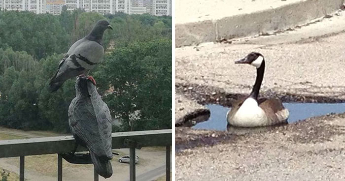 46 times birds were so funny, people just had to Snapchat them