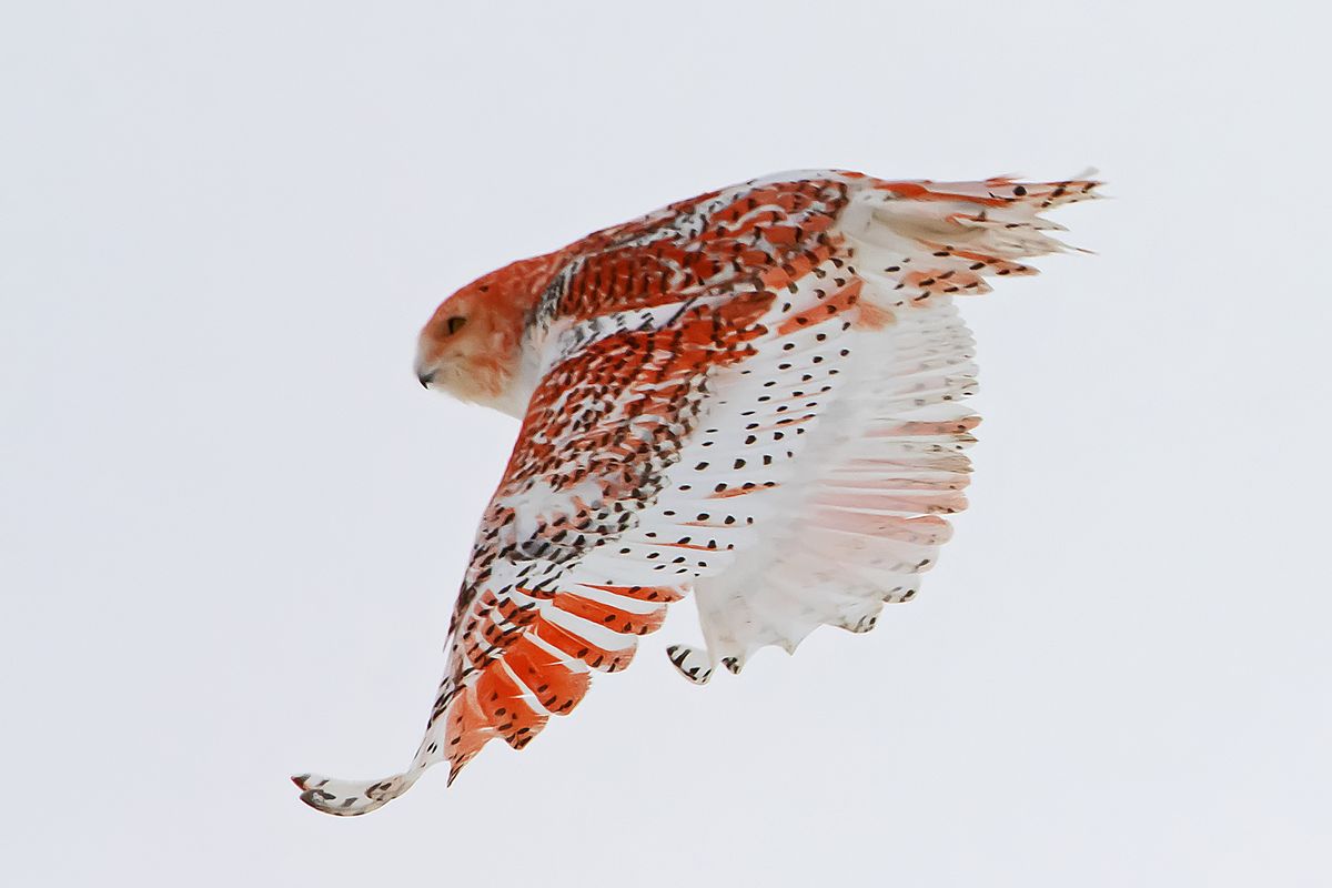 Real photos show snowy owl with orange markings that stumped scientists