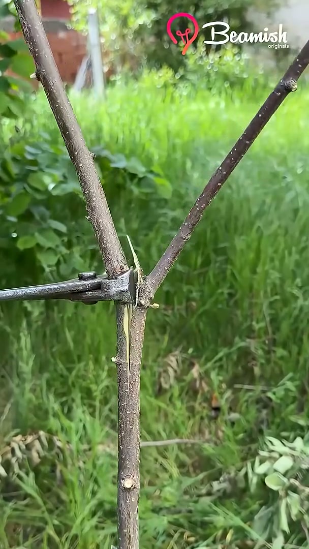 Tree branches hack using a green chilli #easy #treebranches #grafting