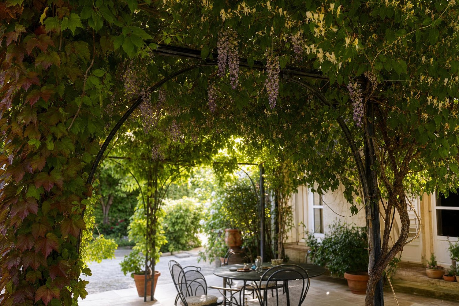 Ne laissez pas votre pergola nue : ces 3 lianes miracles font chuter la ...
