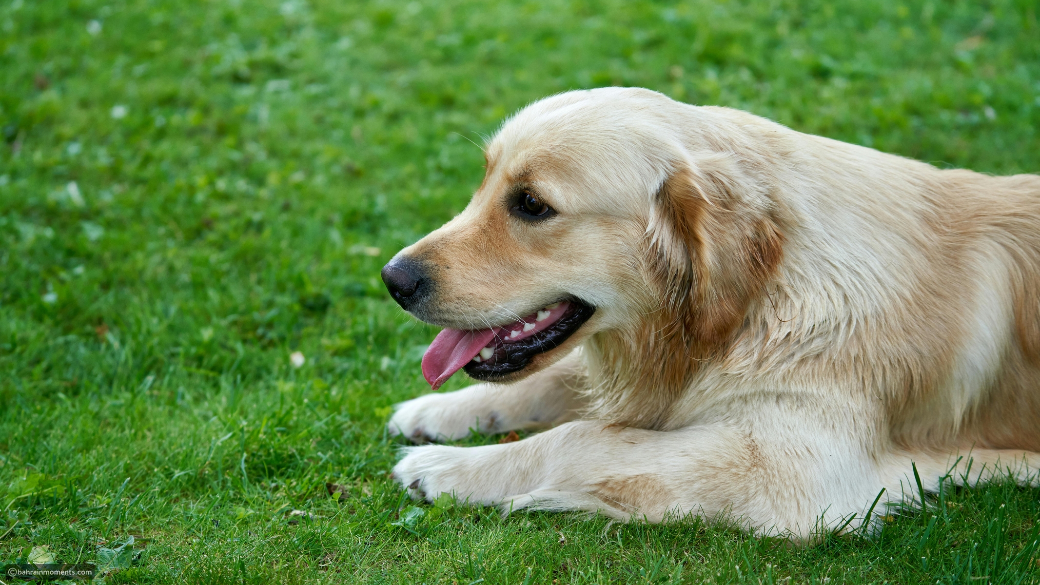 7 dog breeds that experts choose as the most beautiful in the world