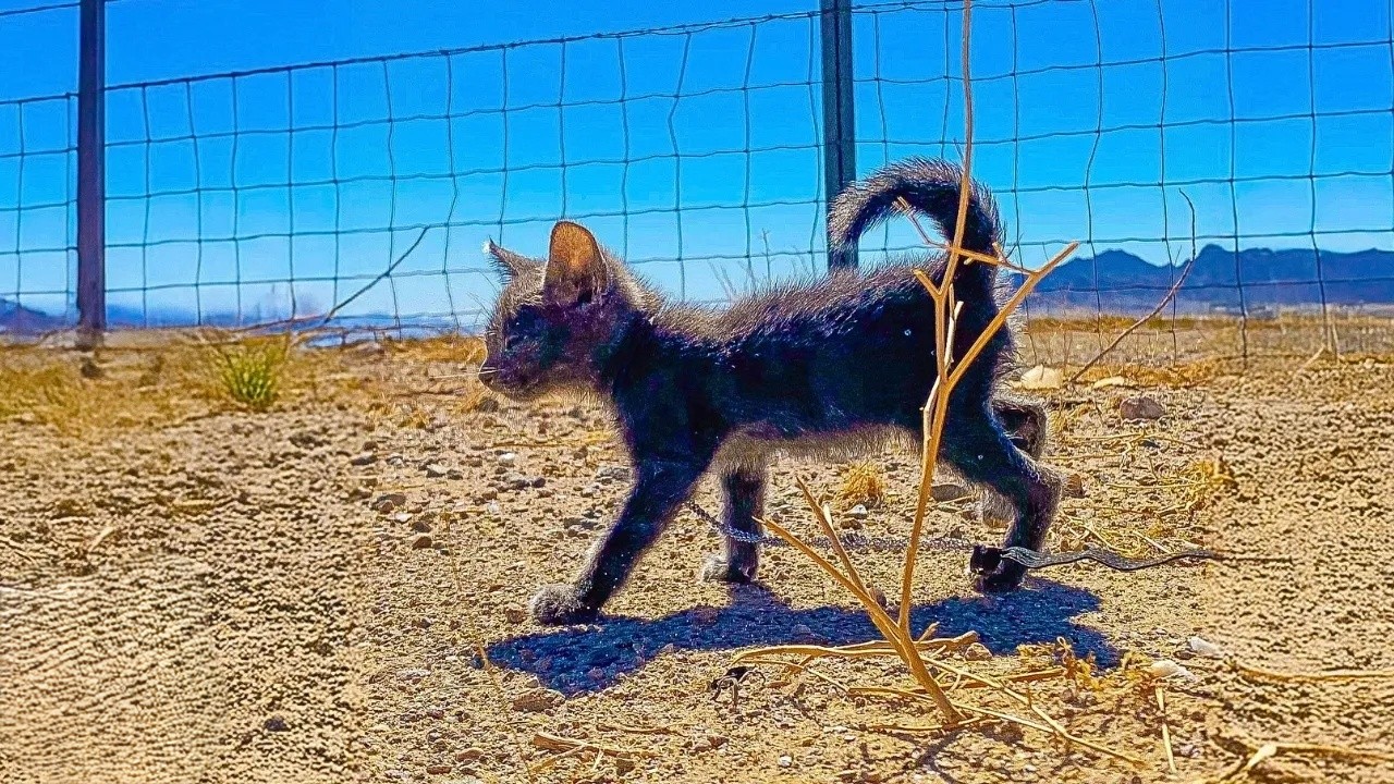 Man finds tiny kitten alone in the desert - and becomes her dad