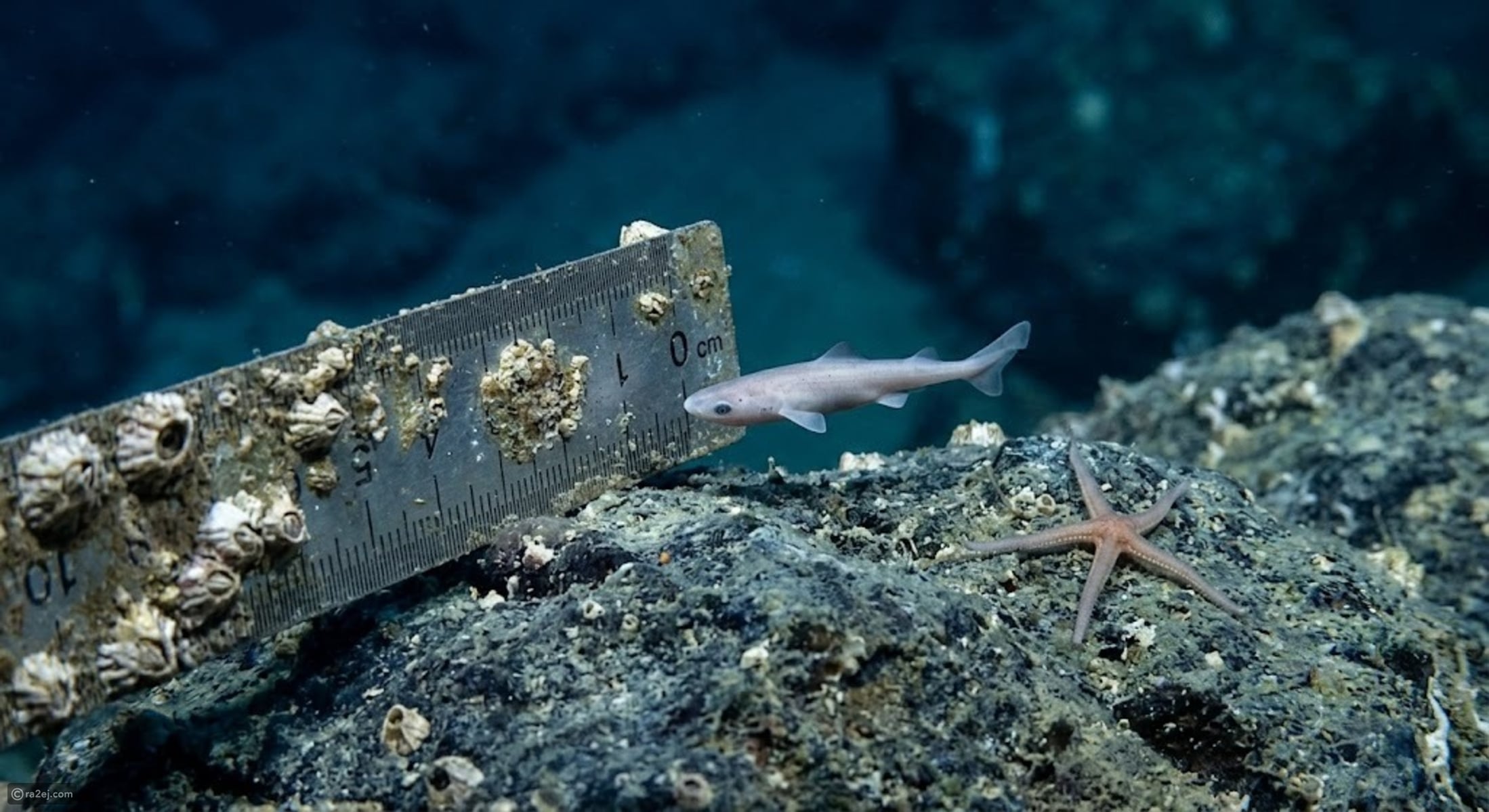 A 399-year-old shark born in 1627 reveals a dark truth about the deep ocean