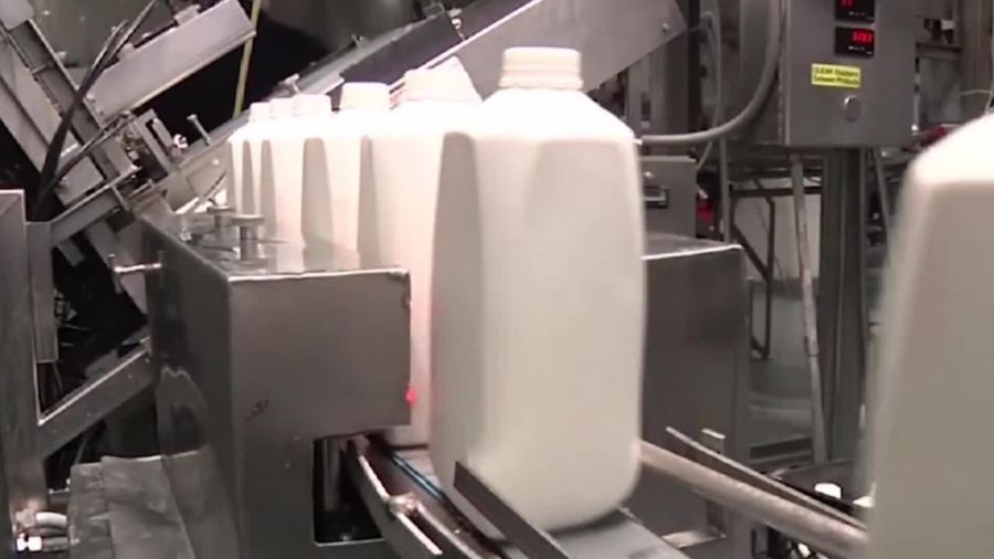 Milk gives us an evolutionary edge