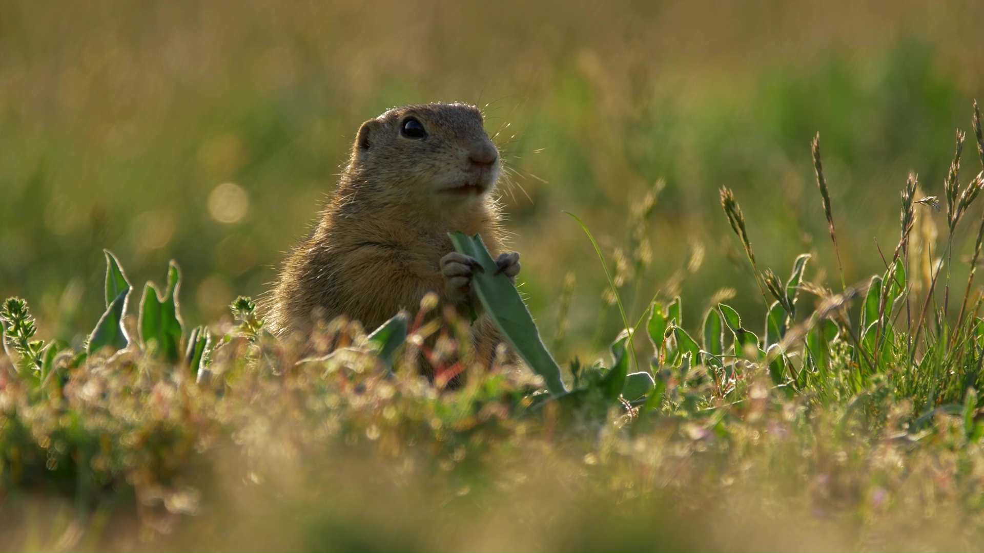 Pequeña ardilla terrestre sobreviviendo en la naturaleza salvaje