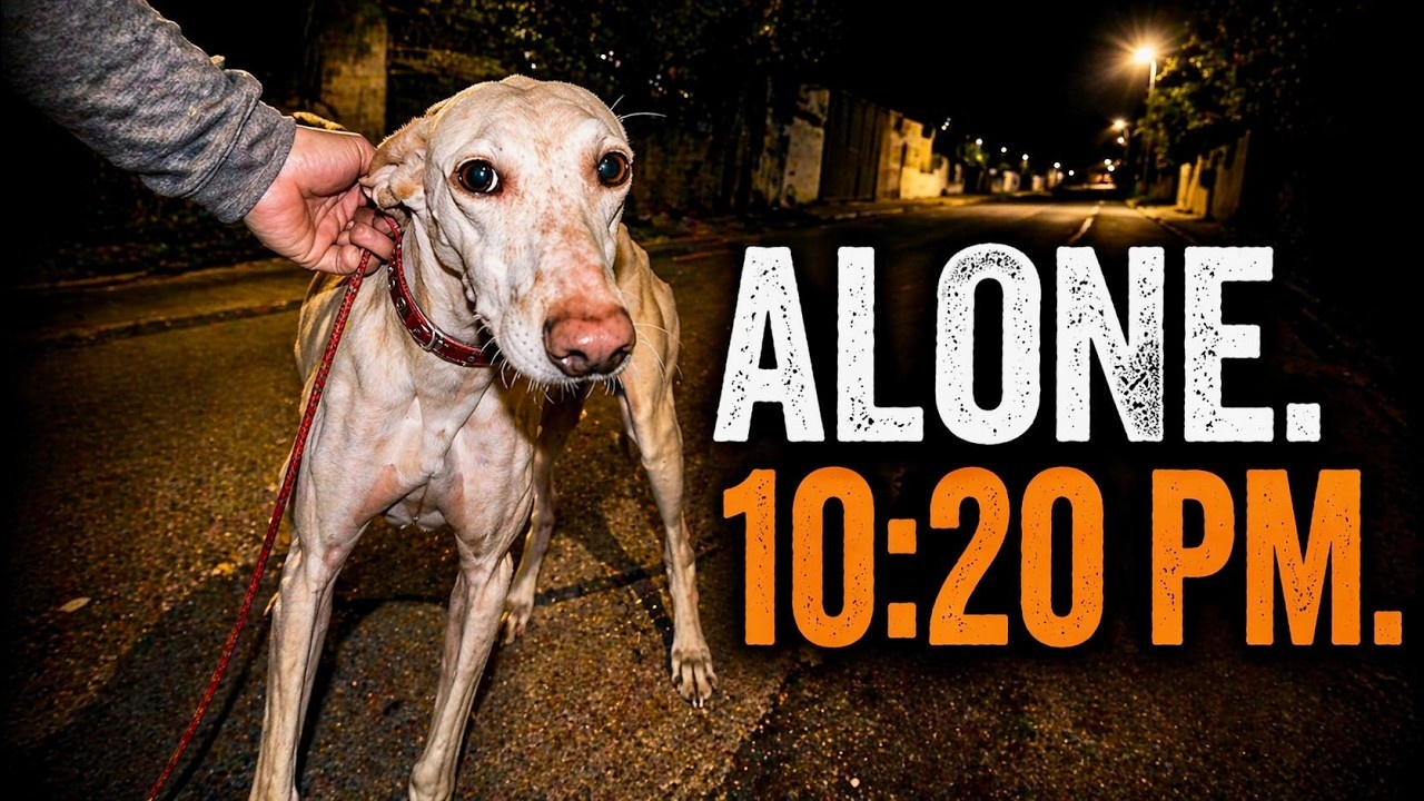 Stray greyhound walked up to him at night - until he couldn’t let her go