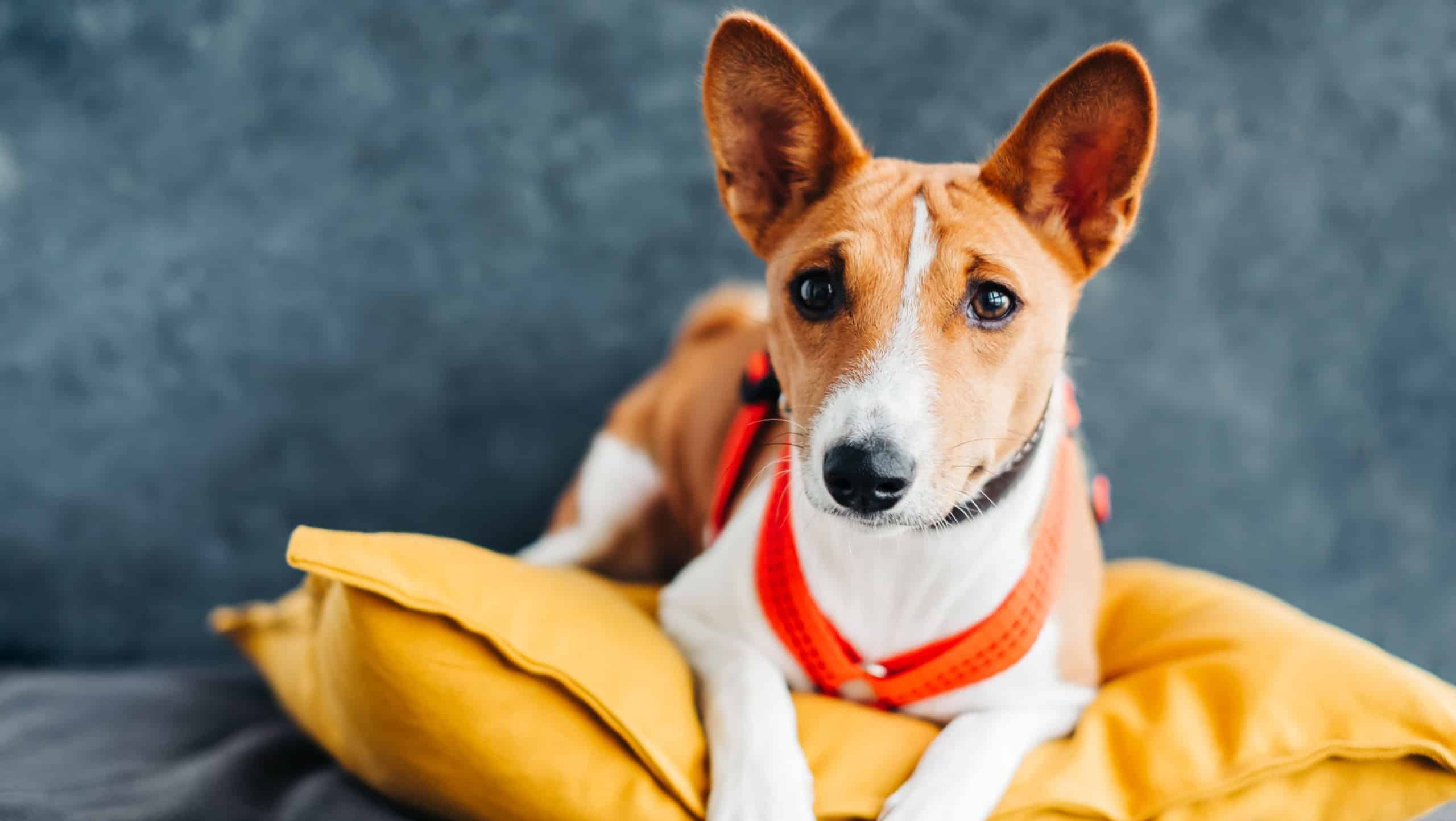 9 best dog breeds for small homes, including the 40 mph couch potato