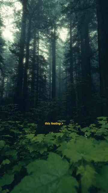 Foggy California redwoods captured in stunning cinematic views