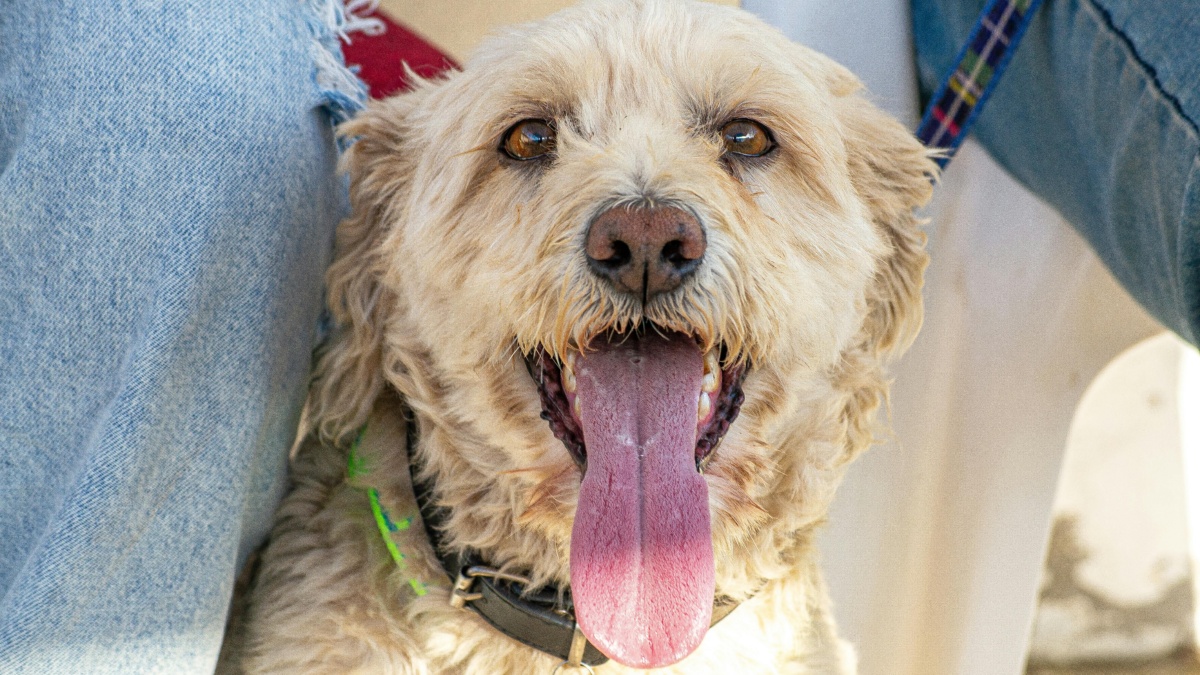 9 signs your dog is truly happy (and its not just tail wagging)