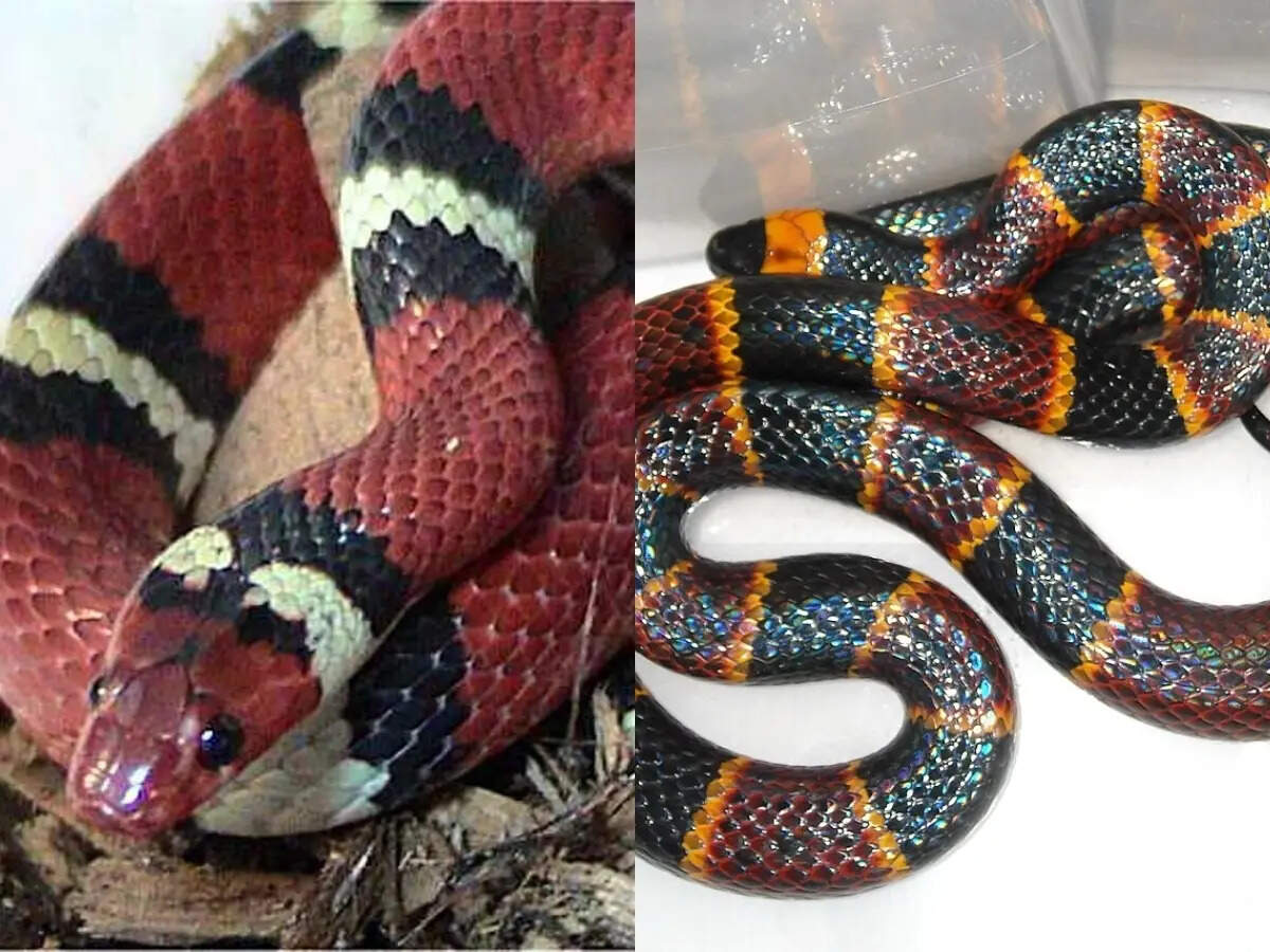 How to differentiate a coral snake from a scarlet kingsnake before you ...