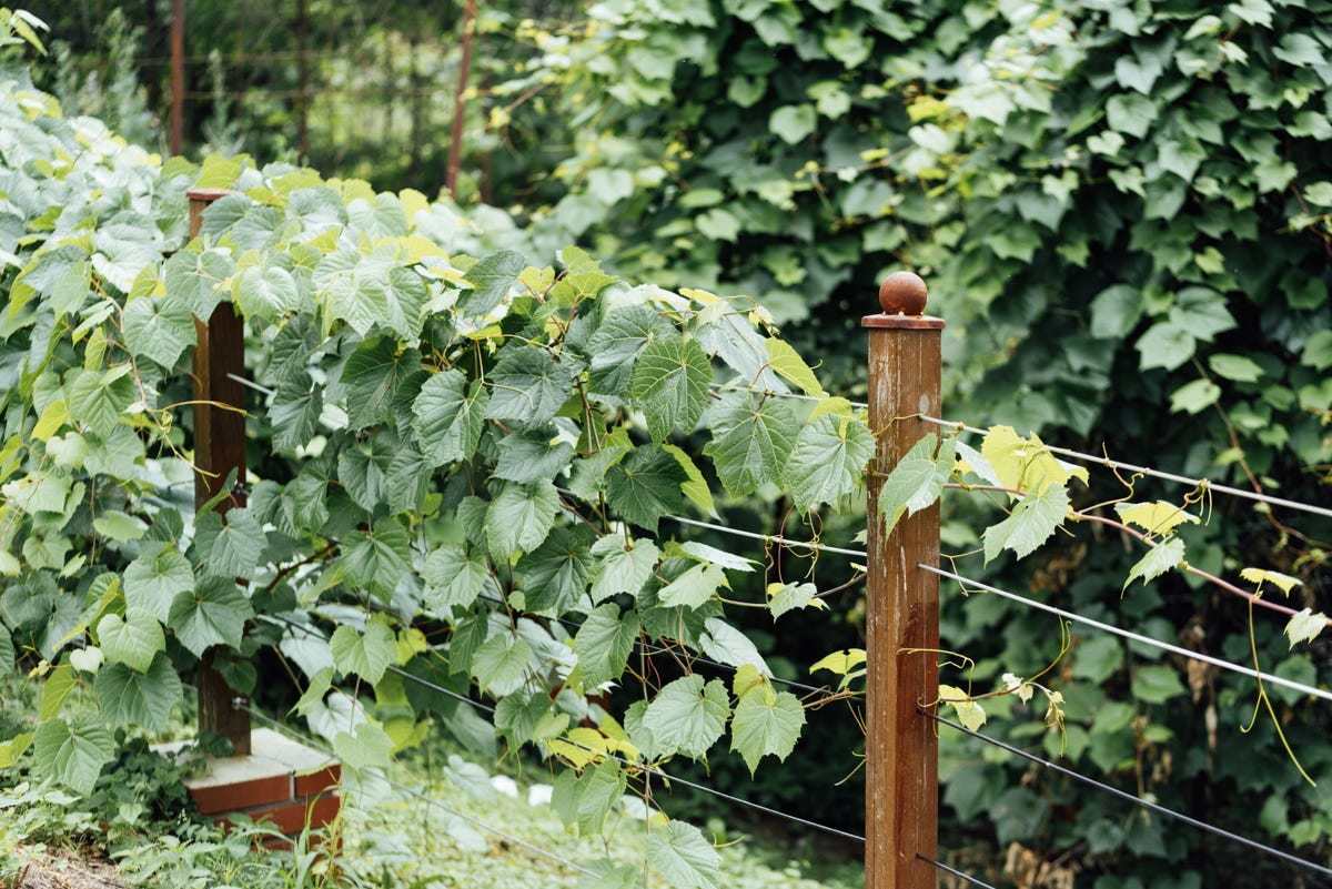 10 plants that will keep your garden cooler than a parasol in hot weather