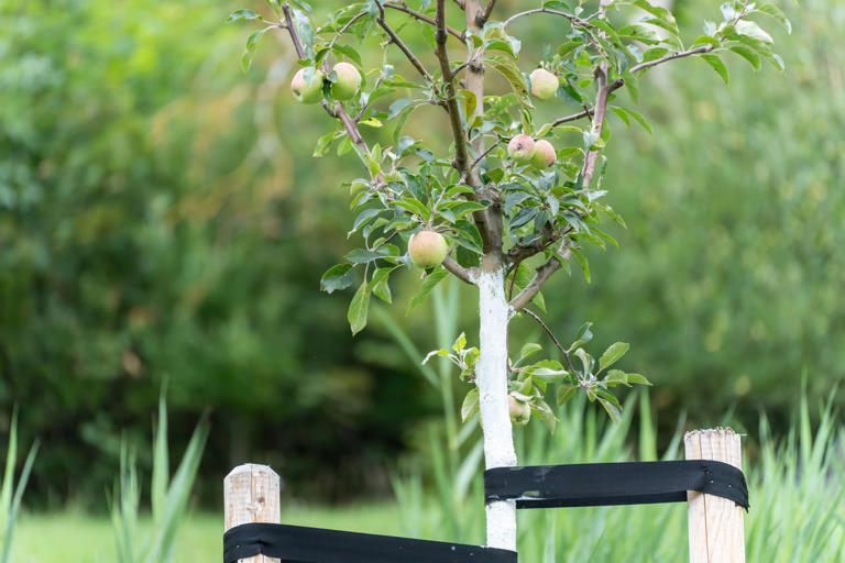 How to grow an apple tree that actually produces fruit—what gardening ...