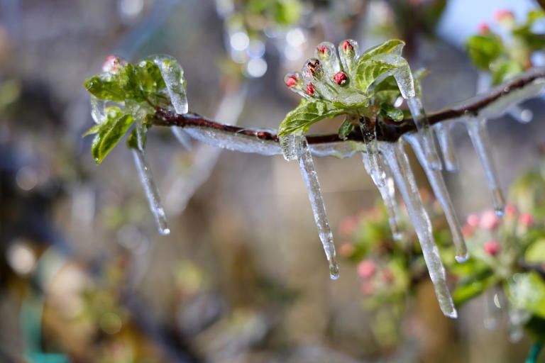 How to grow an apple tree that actually produces fruit—what gardening ...