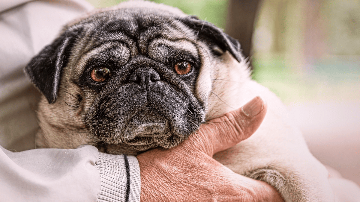 7 signs your senior dog may need a vet checkup soon