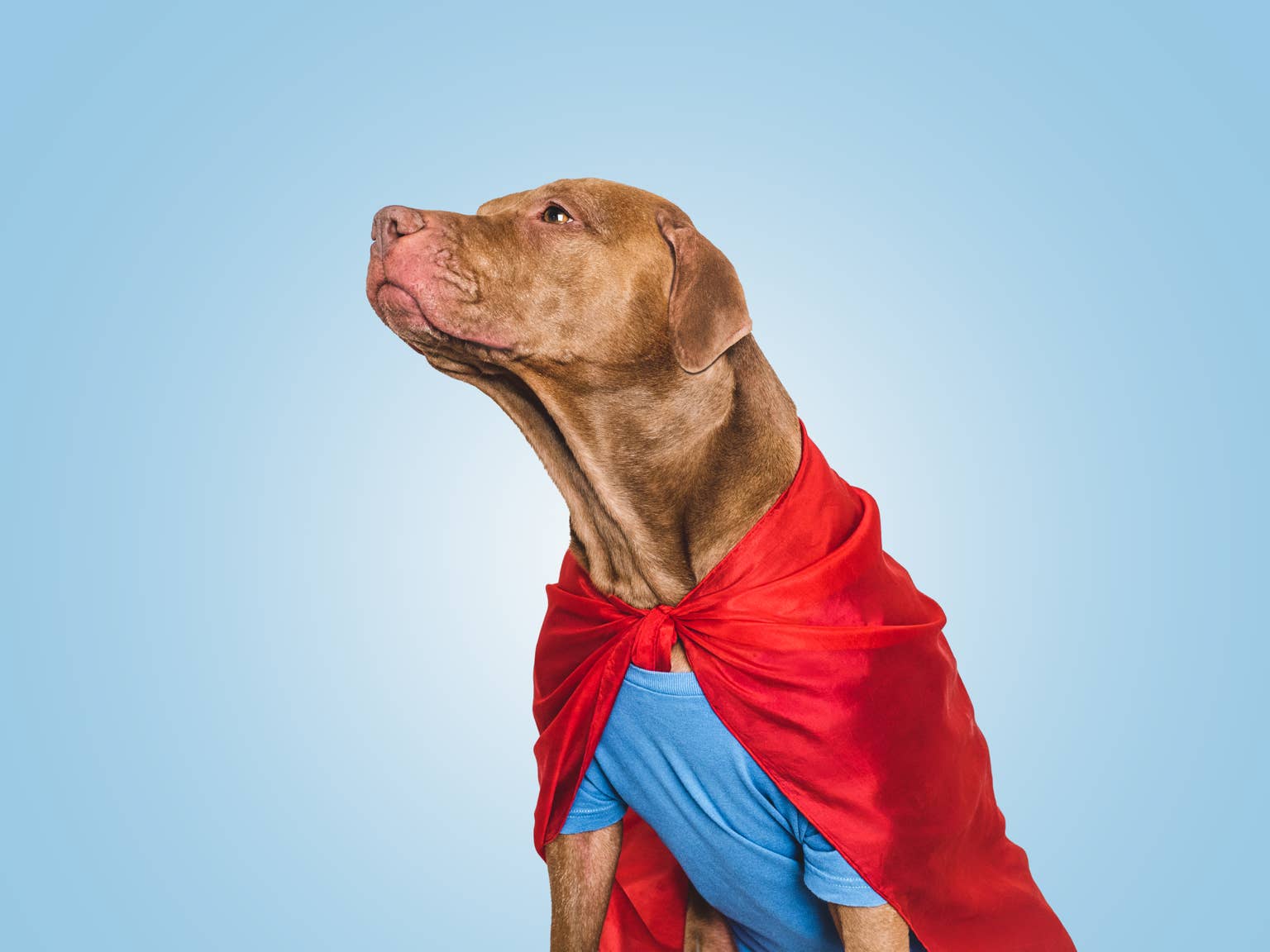 Watch this dog in a Superman cape leap over a fence like a superhero!