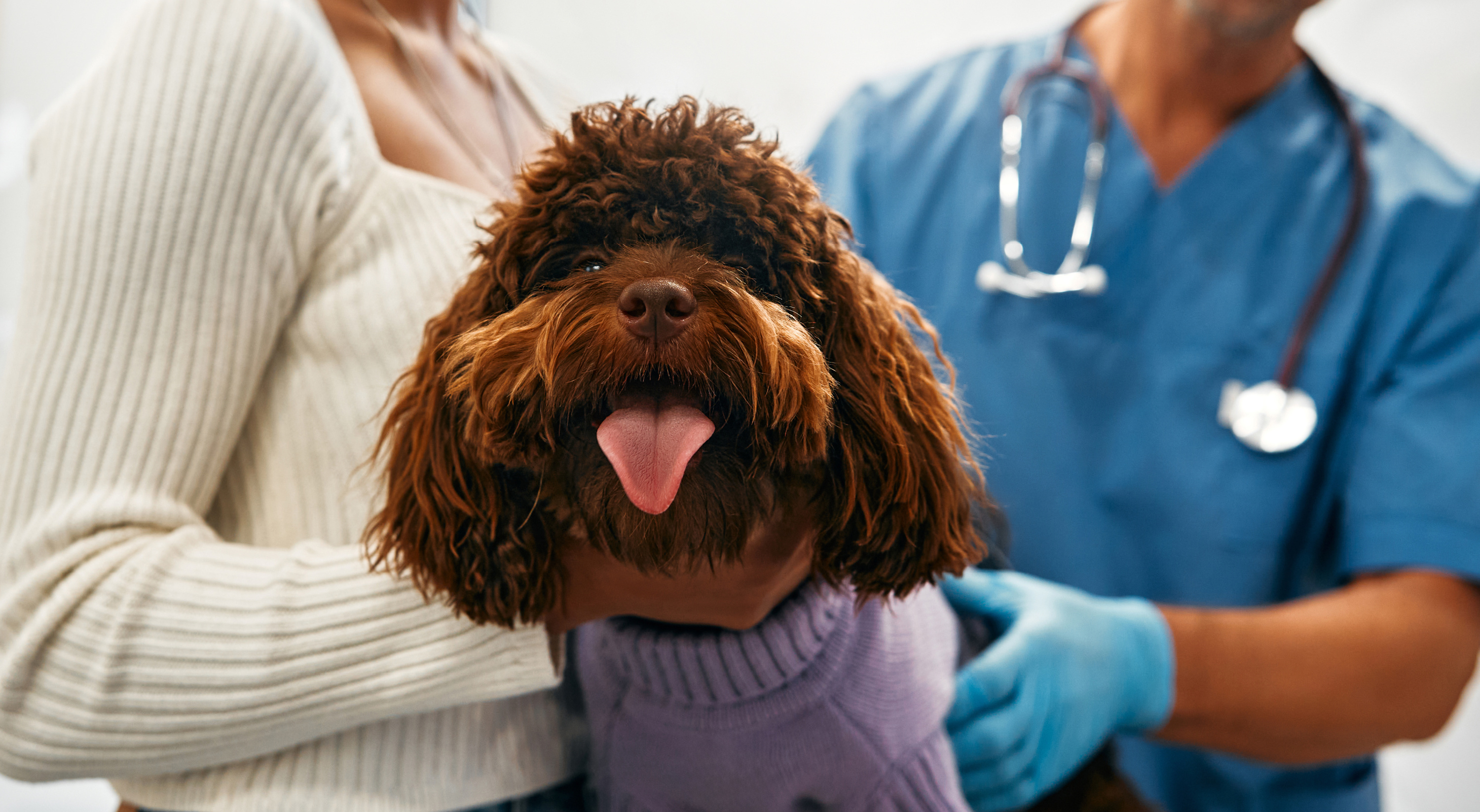 My dog's vet bill hit $2,000 — and I had no pet insurance. Here's what ...