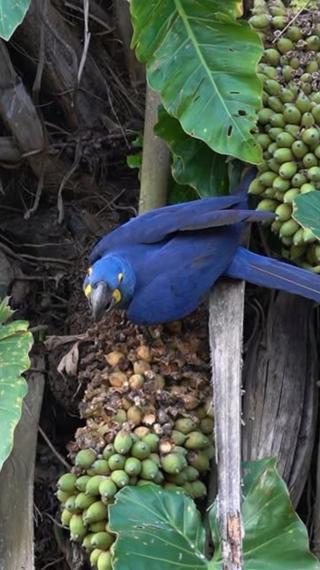 Hyacinth macaw: The largest parrot in South America
