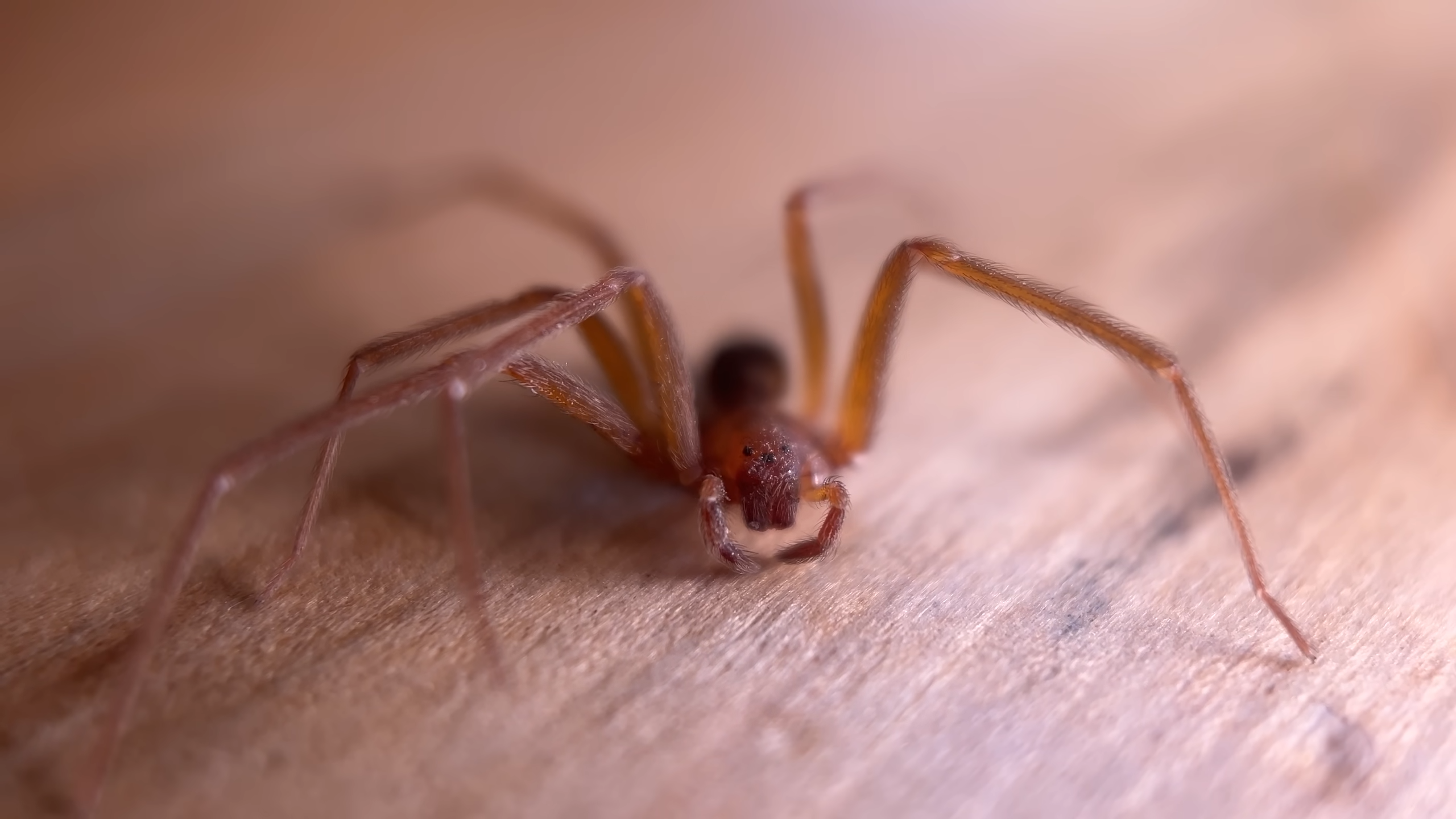 The bite that turns fear into a medical emergency