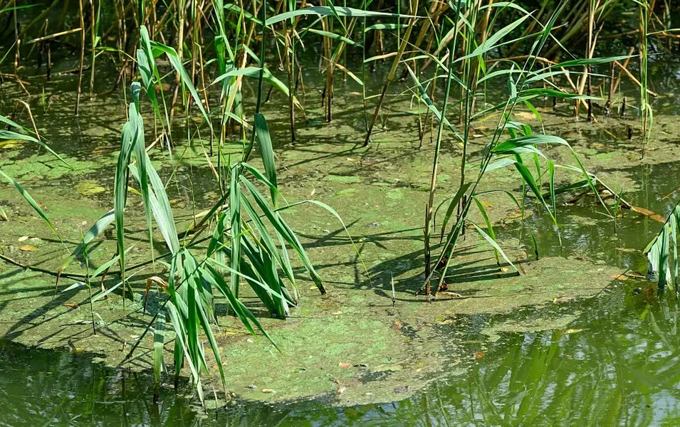 NASA deploys AI to forecast harmful algae blooms early