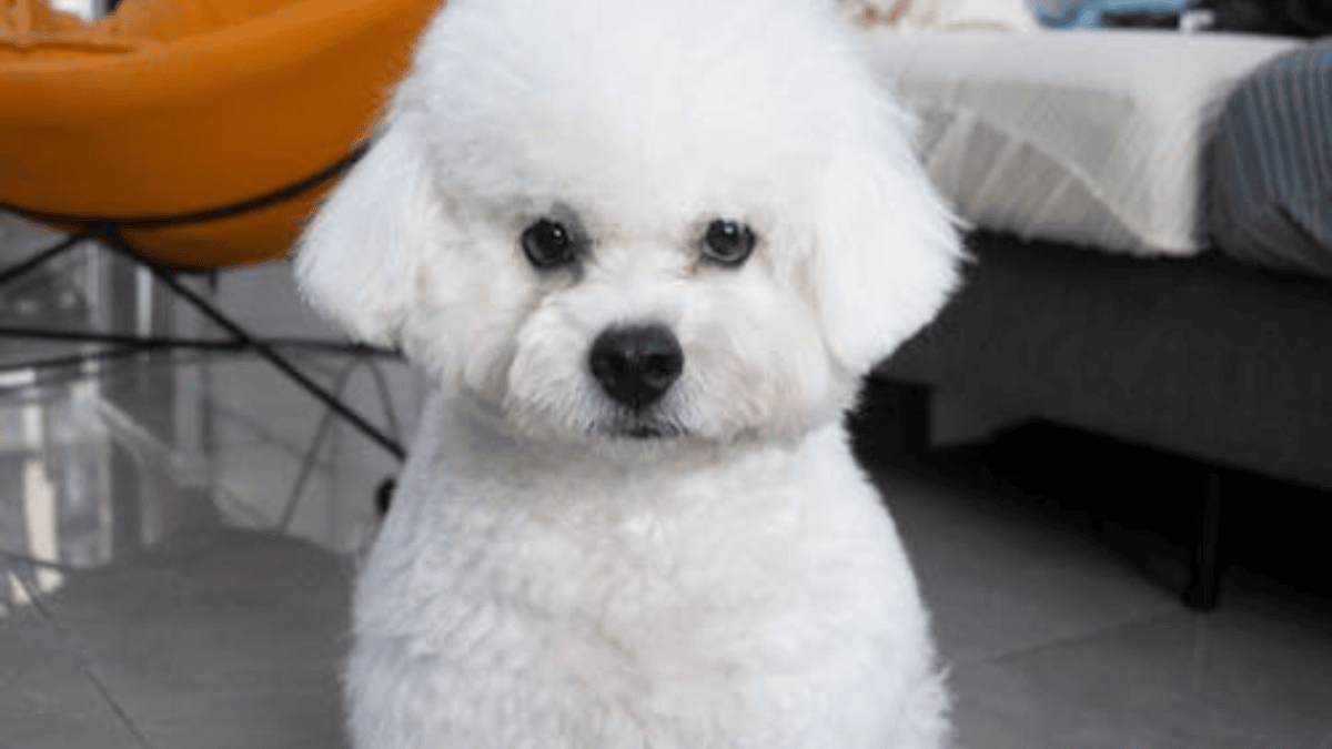 15 small dog breeds that are incredibly affectionate and emotional