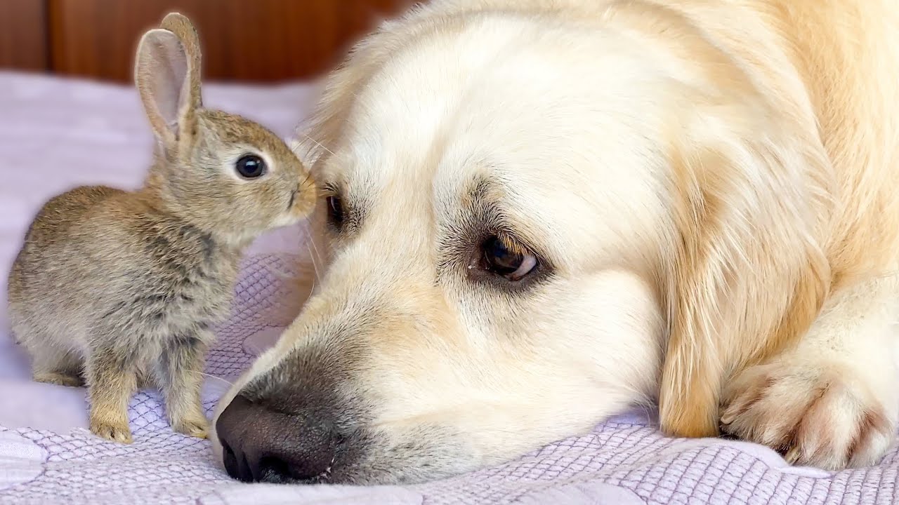 Baby bunnies think the golden retriever is their mother