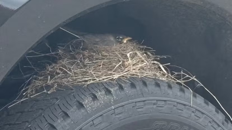 Un pájaro raro anida en la rueda de un Ford F-250, que ahora no puede ...