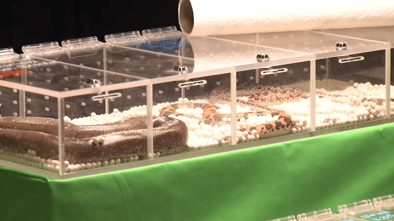 More central NC snakes wandering for water amid drought; Repticon in ...