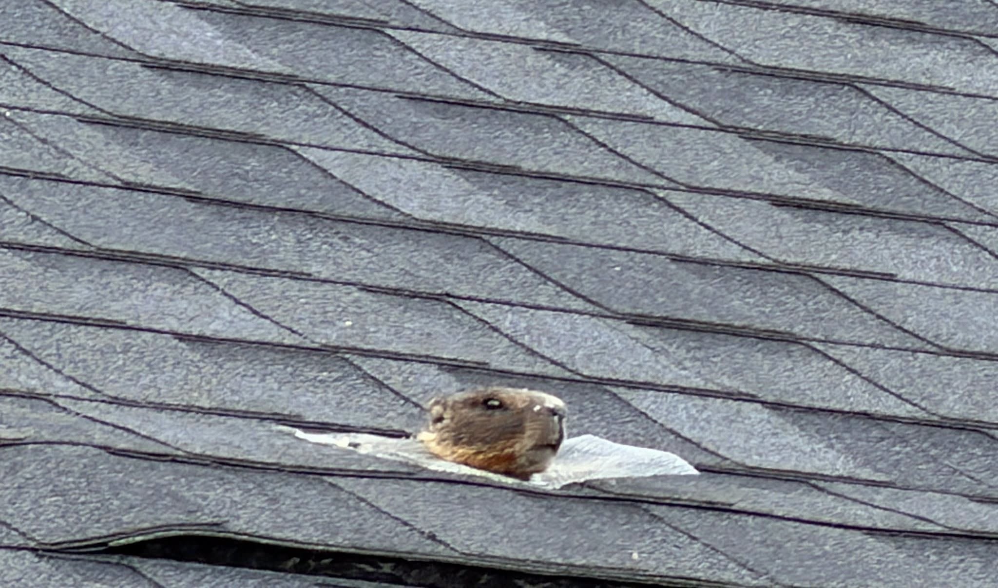 Spokane woman finds marmot living in her attic
