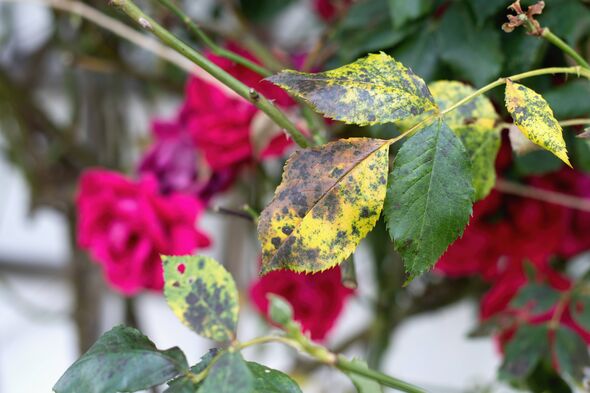 Monty Don names 'only practical way' to eliminate black spots on roses