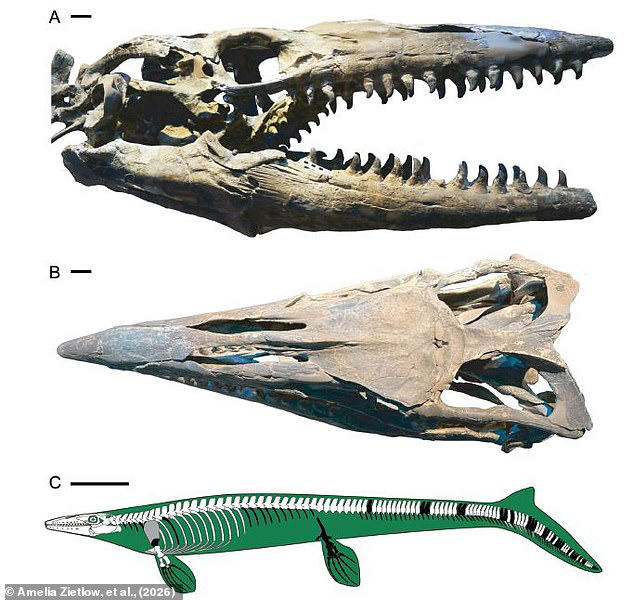There's a new T rex in town! New species of mosasaur measuring 43 feet ...