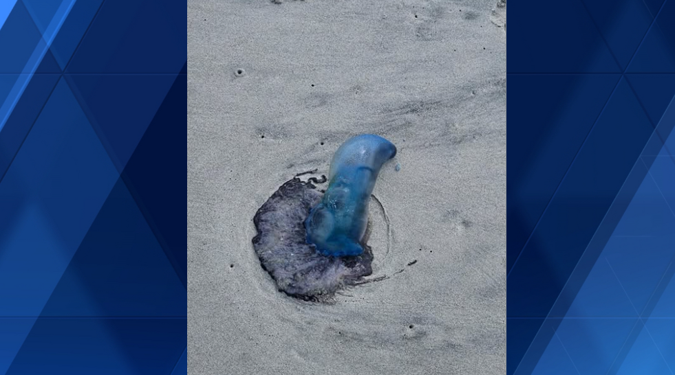 Officials warn of venomous wildlife washing ashore in Myrtle Beach