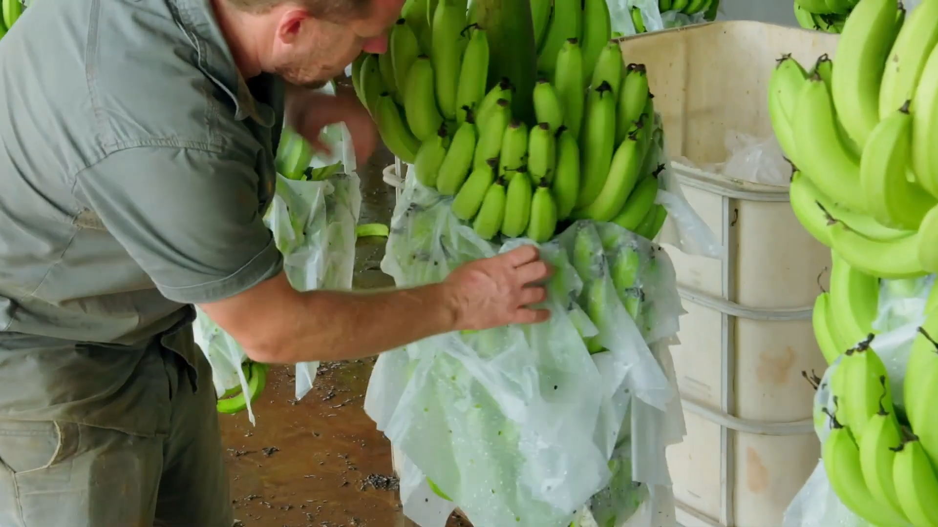 He reached into the bananas not knowing a snake was waiting