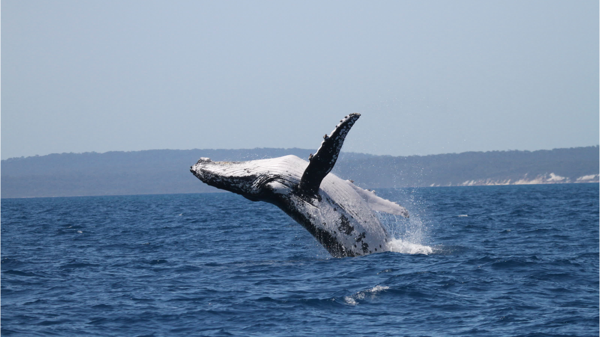 Half the world a whale! Humpbacks found making record-breaking ...