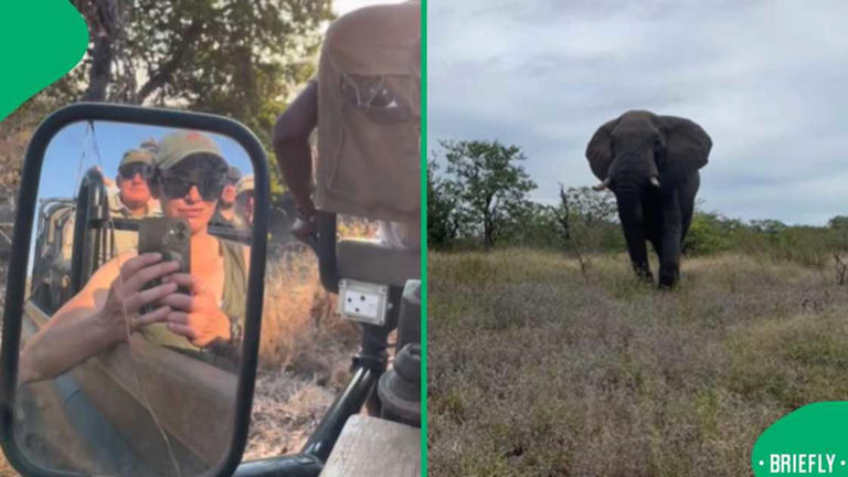 Safari guide explains the reason silence matters when elephants come ...