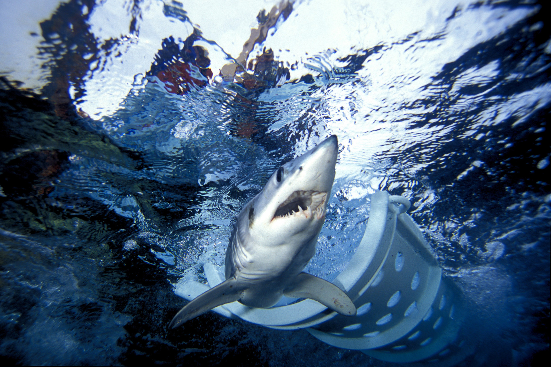 The fastest swimmers in the animal kingdom, ranked