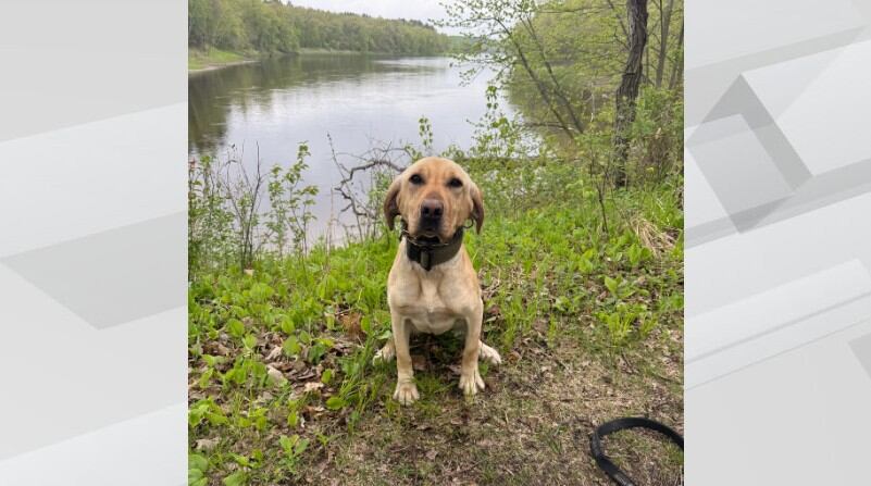 New DNR K9 sniffs out zebra mussels on first day in the field