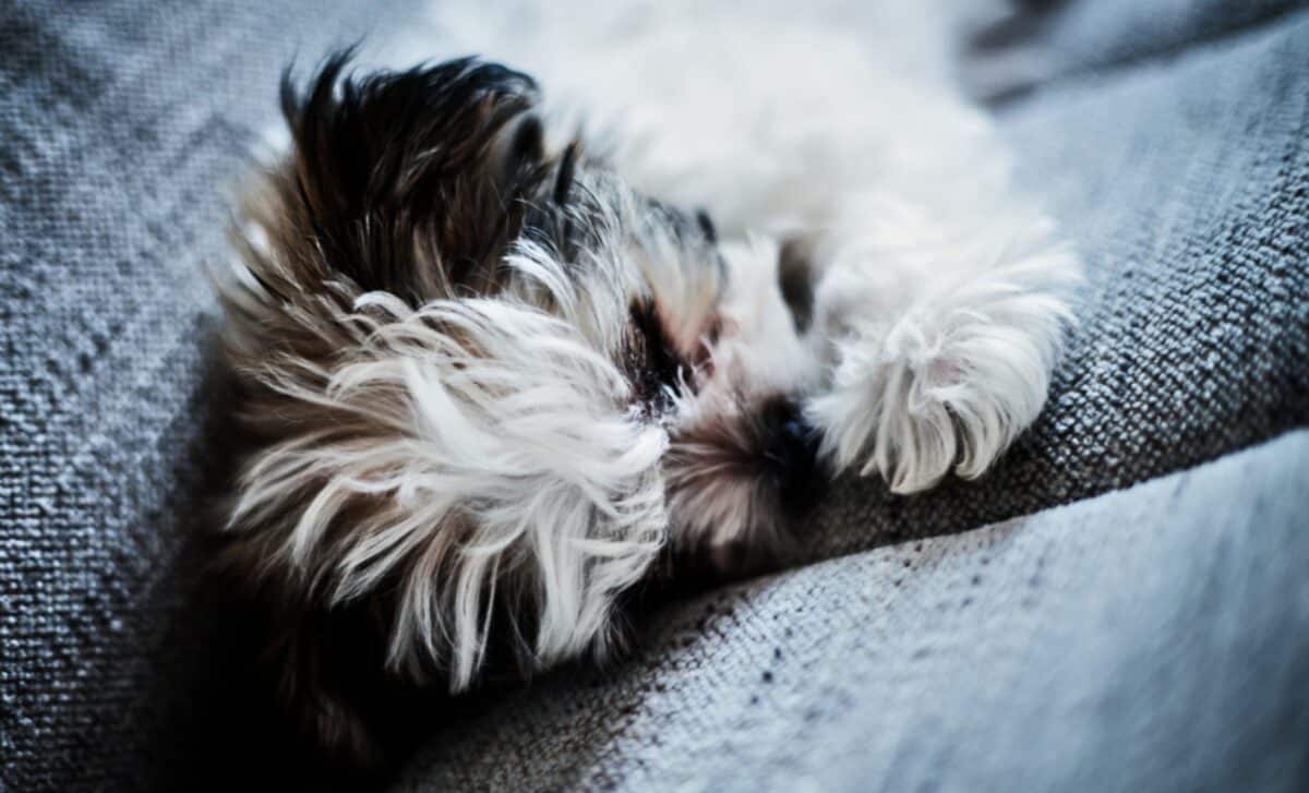 When it’s cold outside, veterinarians say this is where dogs should sleep