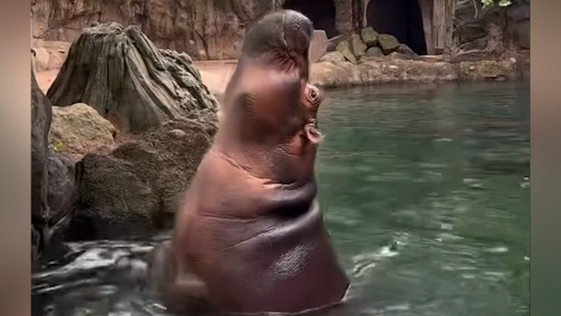 Funny video shows hippo trying to reach some leaves