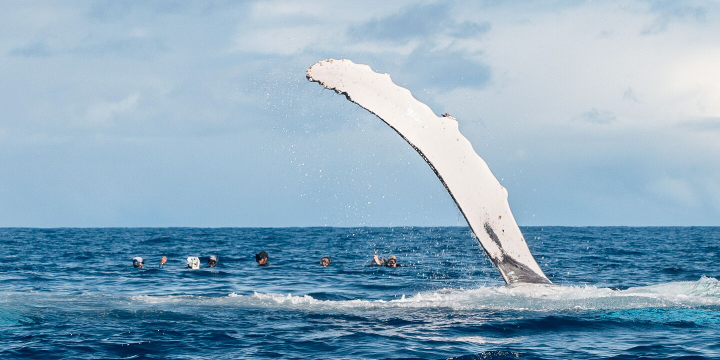 What it's like swimming with humpback whales in Niue