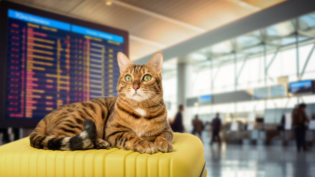 These Two Cats Were Perfect Angles on 13-Hour Flight to Japan