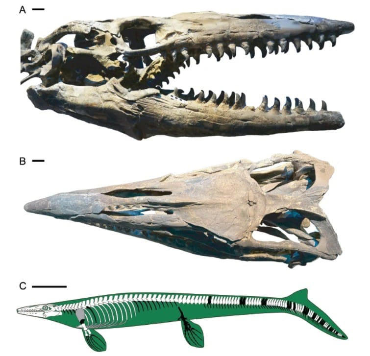 Paleontologists discovered a 43-foot-long ocean predator hidden in ...