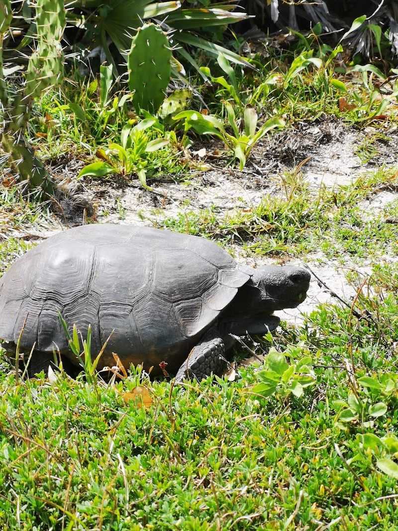 17 stunning US beaches where you can see sea turtles up close