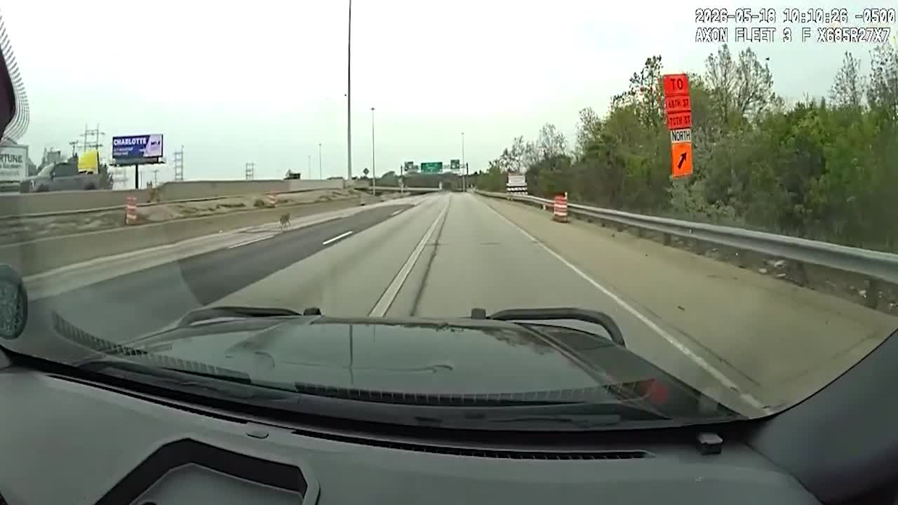 Police chase dog on the run as it repeatedly dodges capture on road