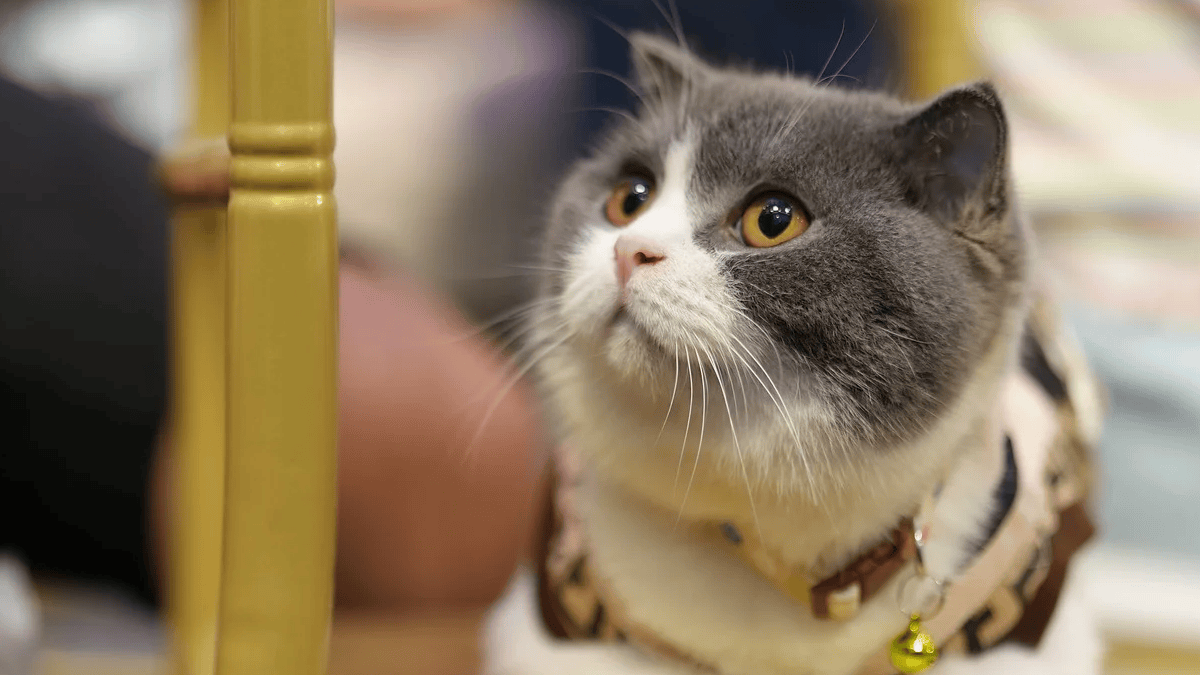 Why some cats suddenly stop eating, according to vets