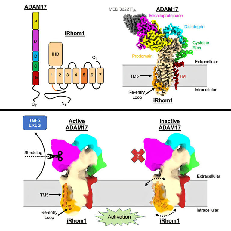 Structural biologists are first in world to visualize key cell protein