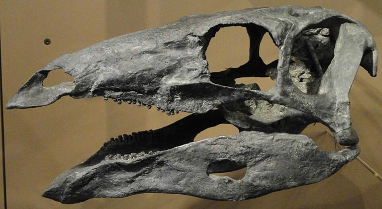 A single skull just rewrote what we know about stegosaurs