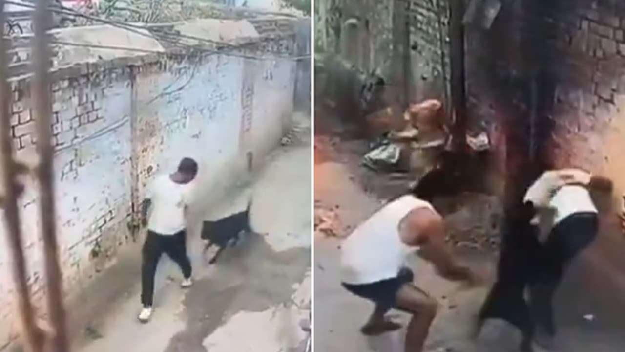 'Owners should be jailed': Pet dog attack video from UP's Shahjahanpur ...