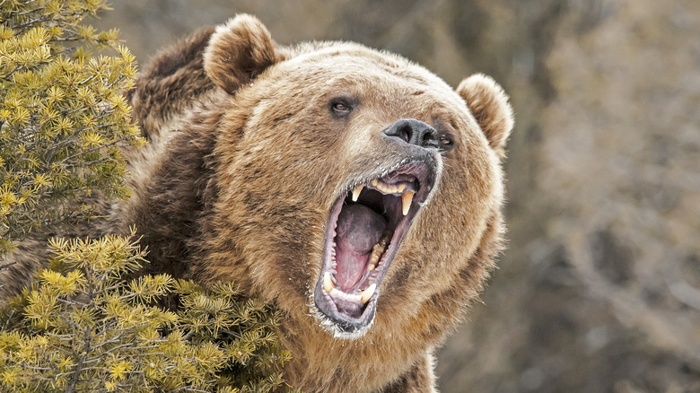 What to do if you're attacked by a bear