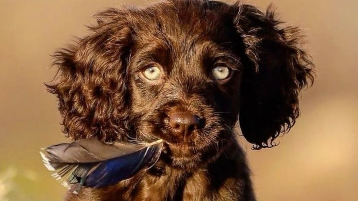 12 underrated dog breeds that make unforgettable companions