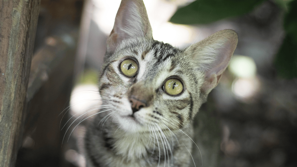 10 signs your cat has chosen you as its favorite human